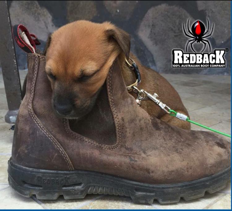Redback Boots Christmas Photo Competition